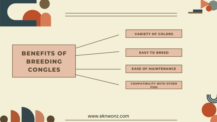 How To Breed A Congle: A Detailed Guide